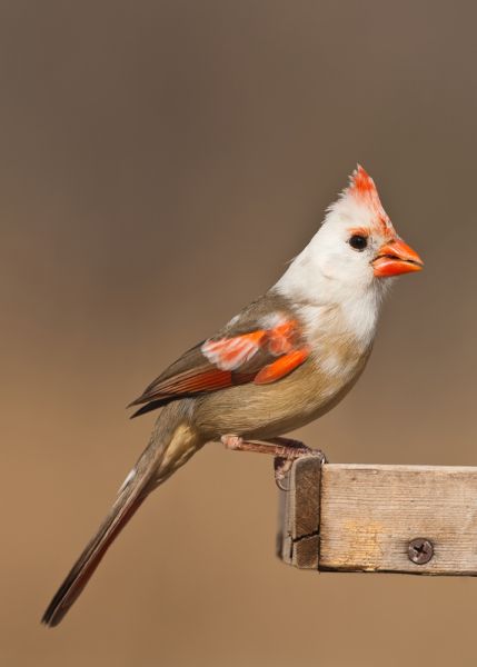 Nature Photography, Bill & Sharon Draker, Nature Photographers
