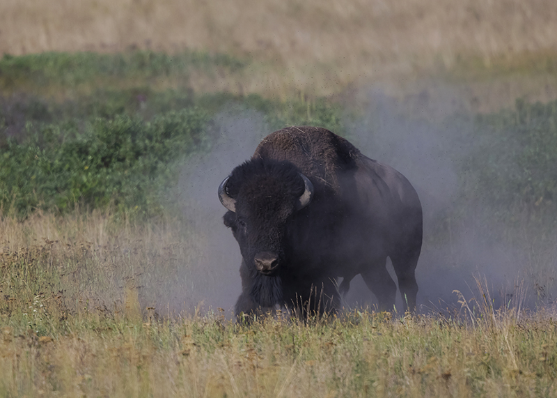 Nature Photography, Bill & Sharon Draker, Nature Photographers