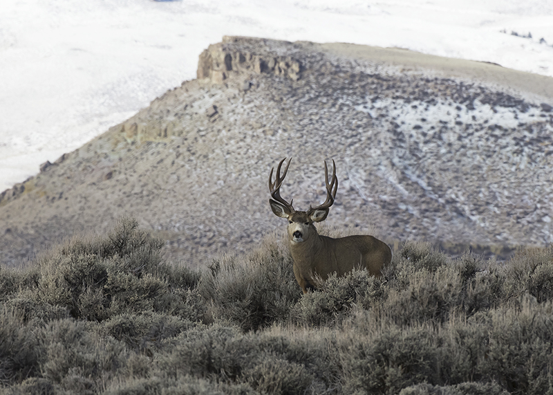 Nature Photography, Bill & Sharon Draker, Nature Photographers