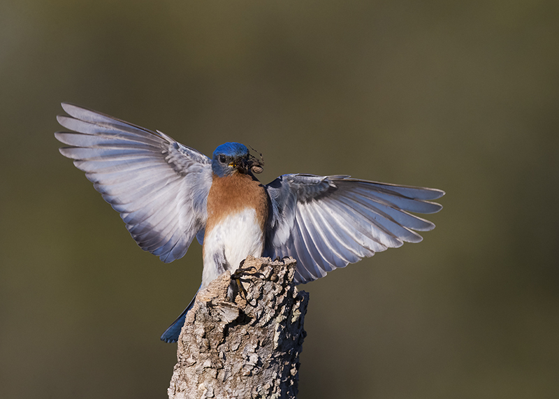 Nature Photography, Bill & Sharon Draker, Nature Photographers