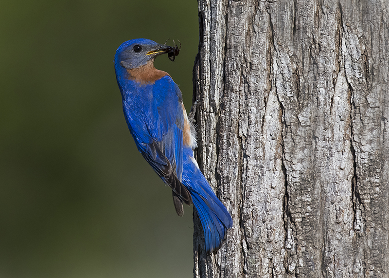 Nature Photography, Bill & Sharon Draker, Nature Photographers