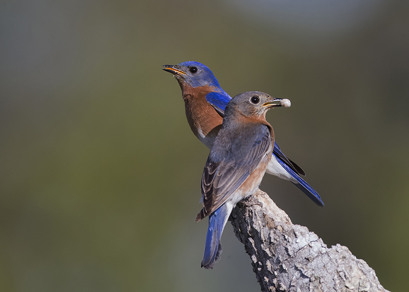 Nature Photography, Bill & Sharon Draker, Nature Photographers