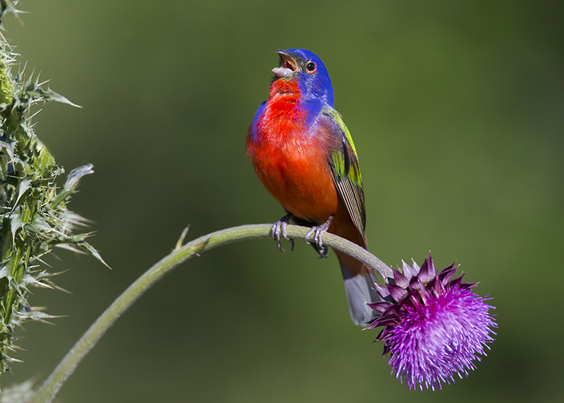 Nature Photography, Bill & Sharon Draker, Nature Photographers