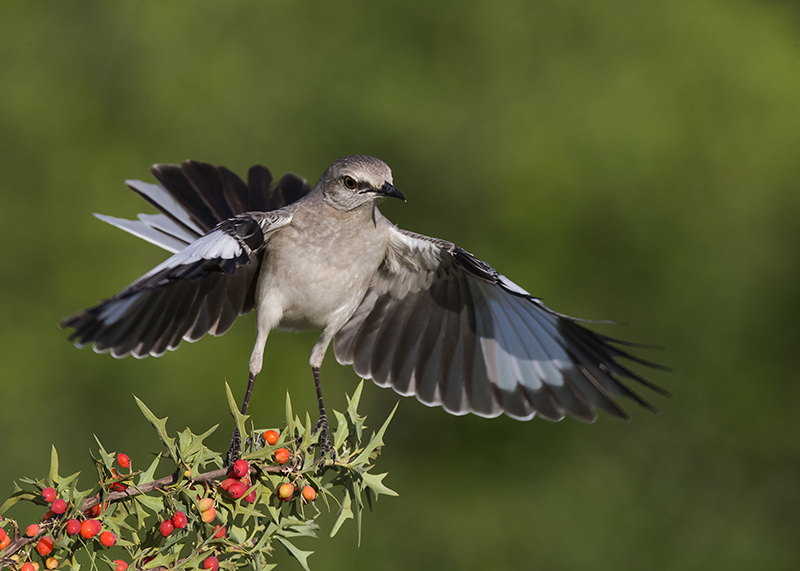 Nature Photography, Bill & Sharon Draker, Nature Photographers