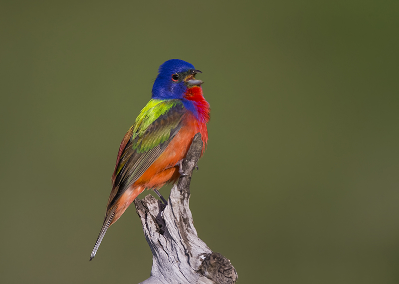 Nature Photography, Bill & Sharon Draker, Nature Photographers