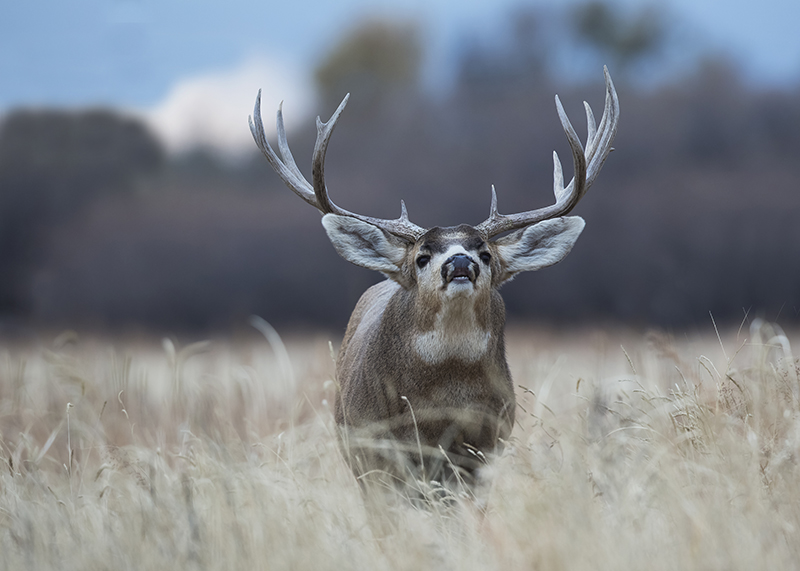 Nature Photography, Bill & Sharon Draker, Nature Photographers