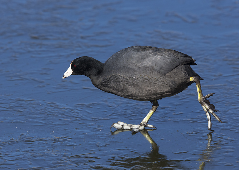 Nature Photography, Bill & Sharon Draker, Nature Photographers