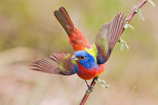 This cute and colorful chap is a sub-Saharan lilac-breasted roller ...